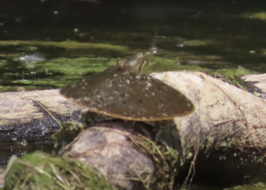 Spiny Softshell from Rush Lake, Clear Lake, MN, US on July 2, 2023 at ...