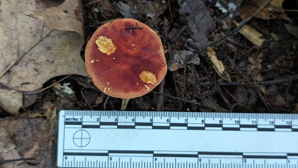 Phylloporus bellus from Bloomington, IN, USA on July 2, 2023 at 02:36 ...