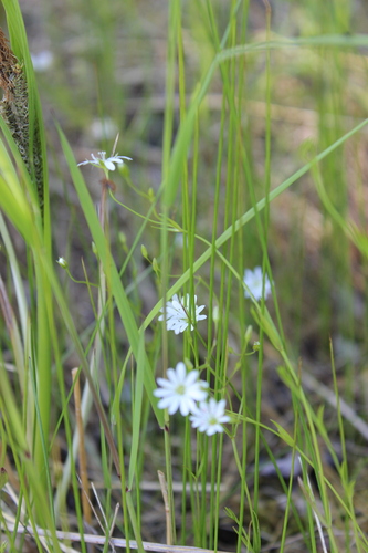 Observations by ivan_savinov · iNaturalist