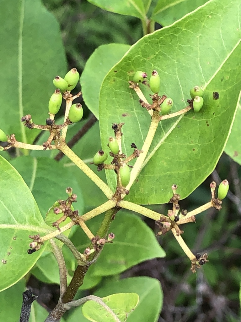 northern wild raisin from Hartwick Pines State Park, Grayling, MI, US ...