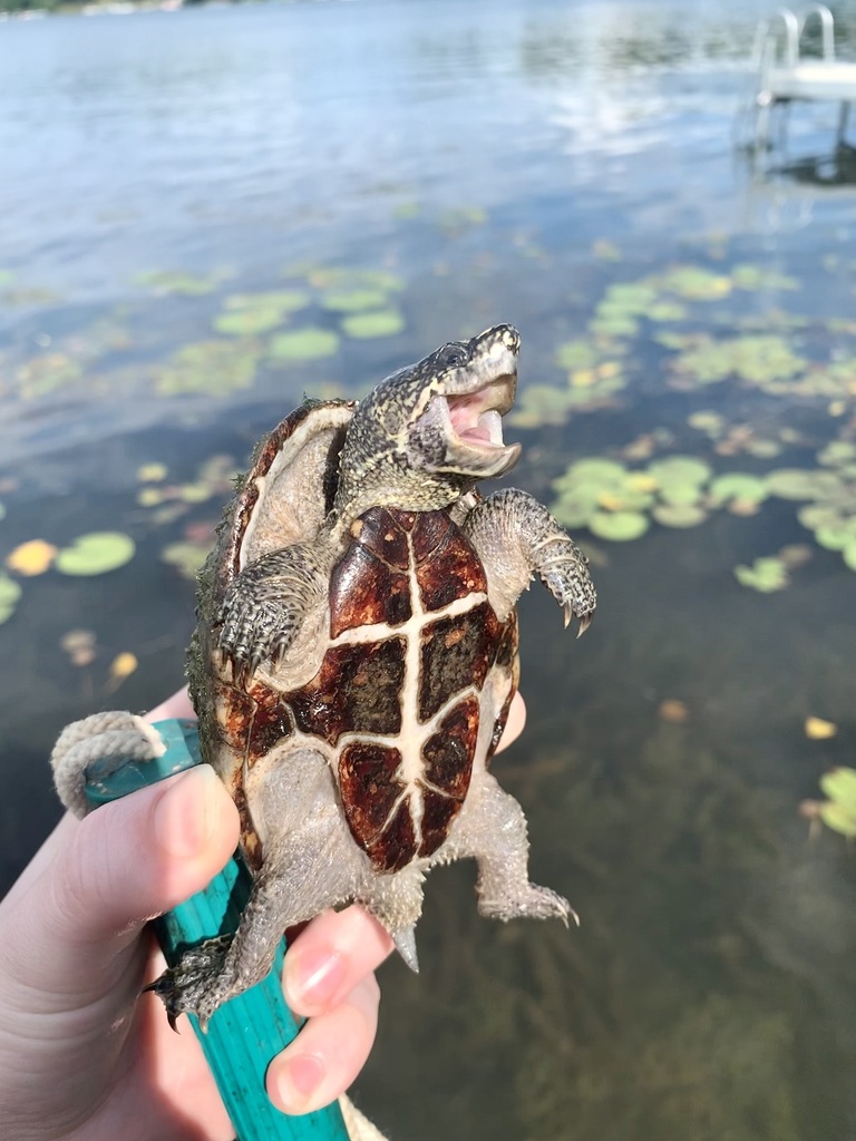 Eastern Musk Turtle from Wolf Lake, Brooklyn, MI, US on July 2, 2023 at ...