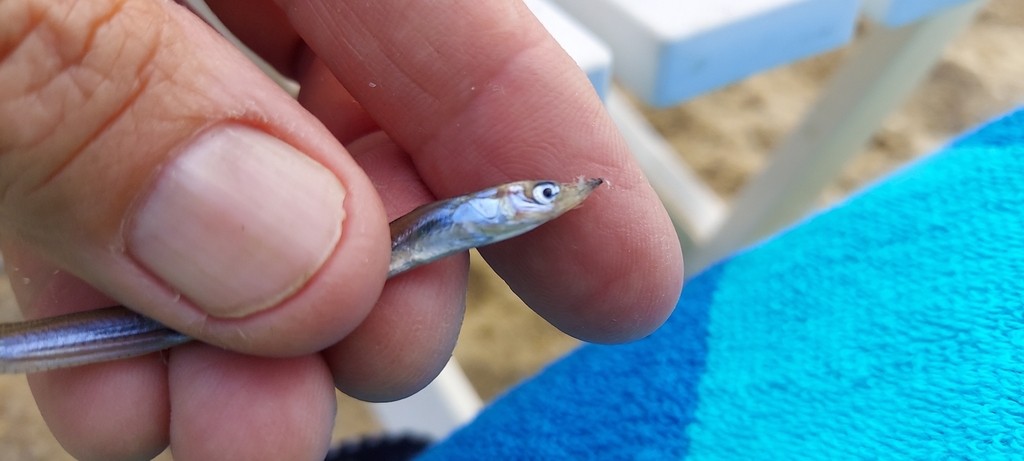 Sand Lances from Montauk, NY 11954, USA on July 2, 2023 at 06:02 PM by ...