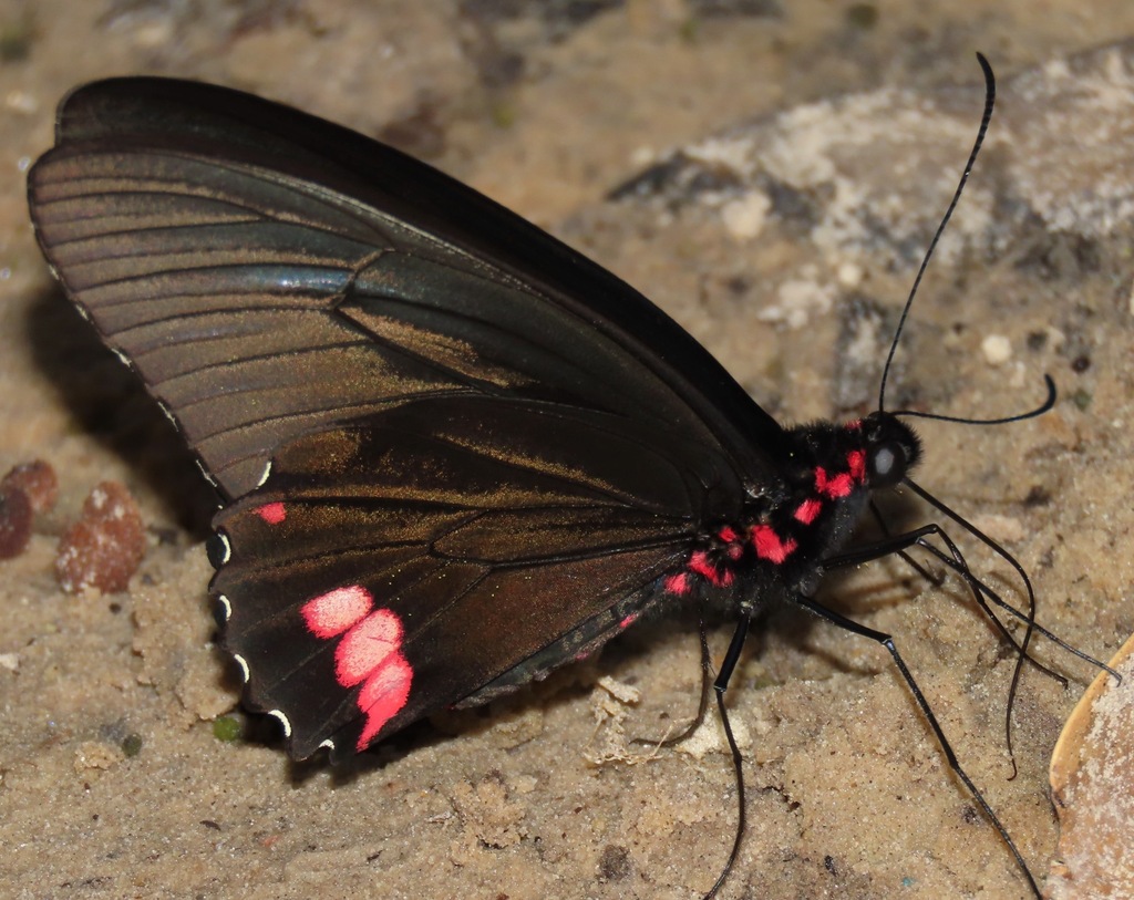 Emerald-patched Cattleheart from Alta Floresta - State of Mato Grosso ...