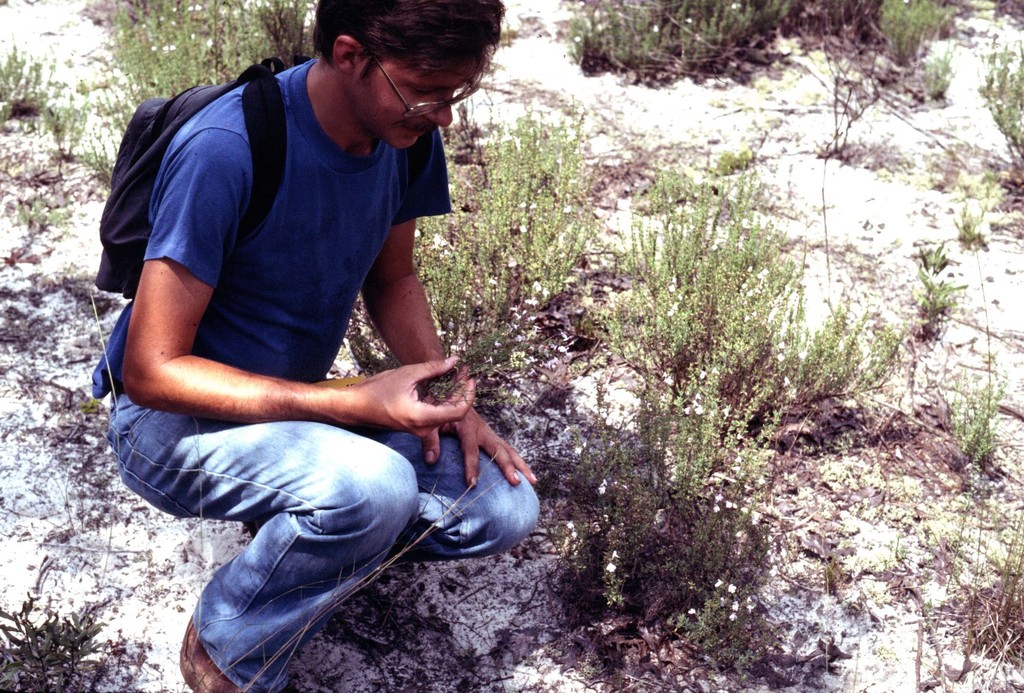 Ashe's calamint in September 1985 by Edwin Bridges. Location is ...