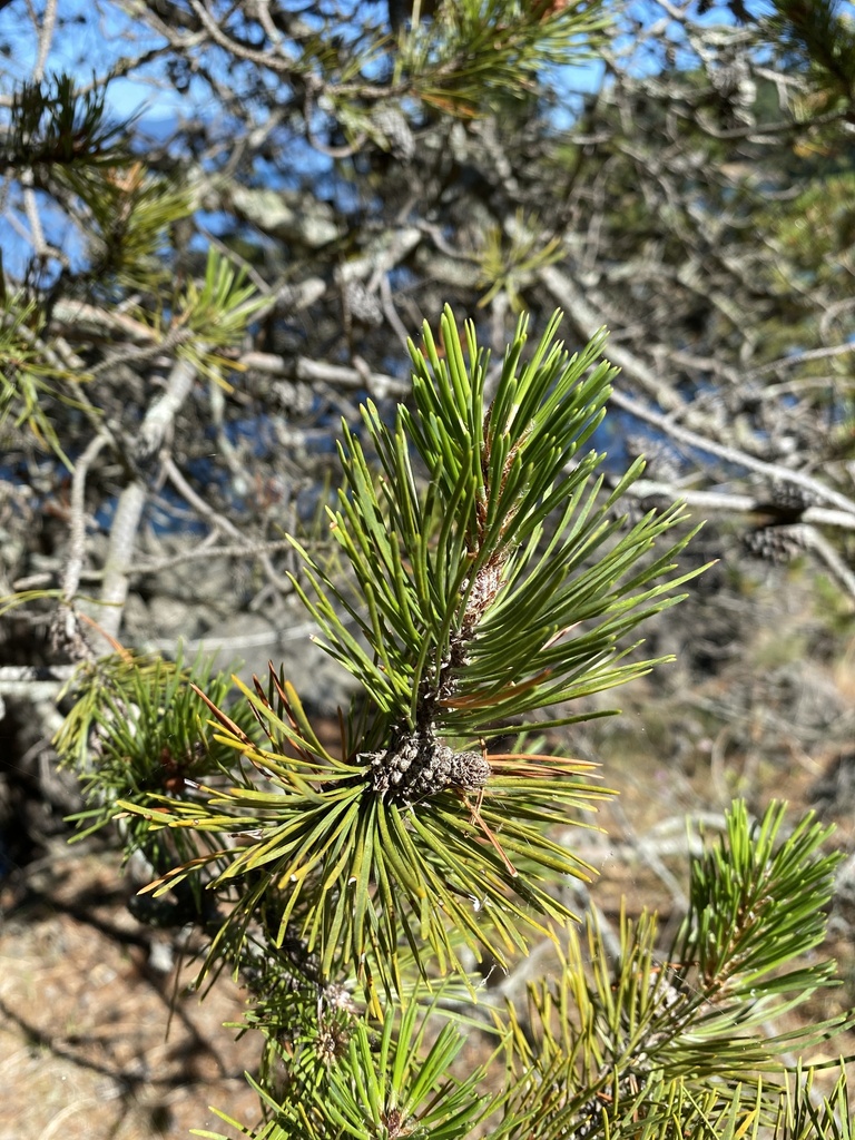 Shore Pine from Stuart Island, Friday Harbor, WA, US on July 2, 2023 at ...