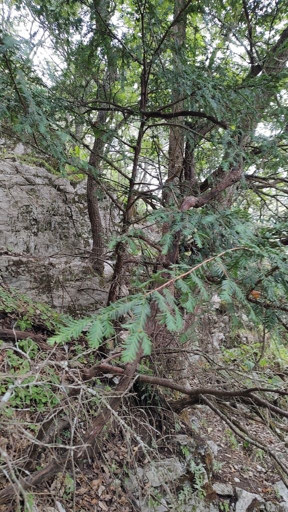 Mexican yew from 67617 Nuevo Leon, Mexico on July 2, 2023 at 11:57 AM ...