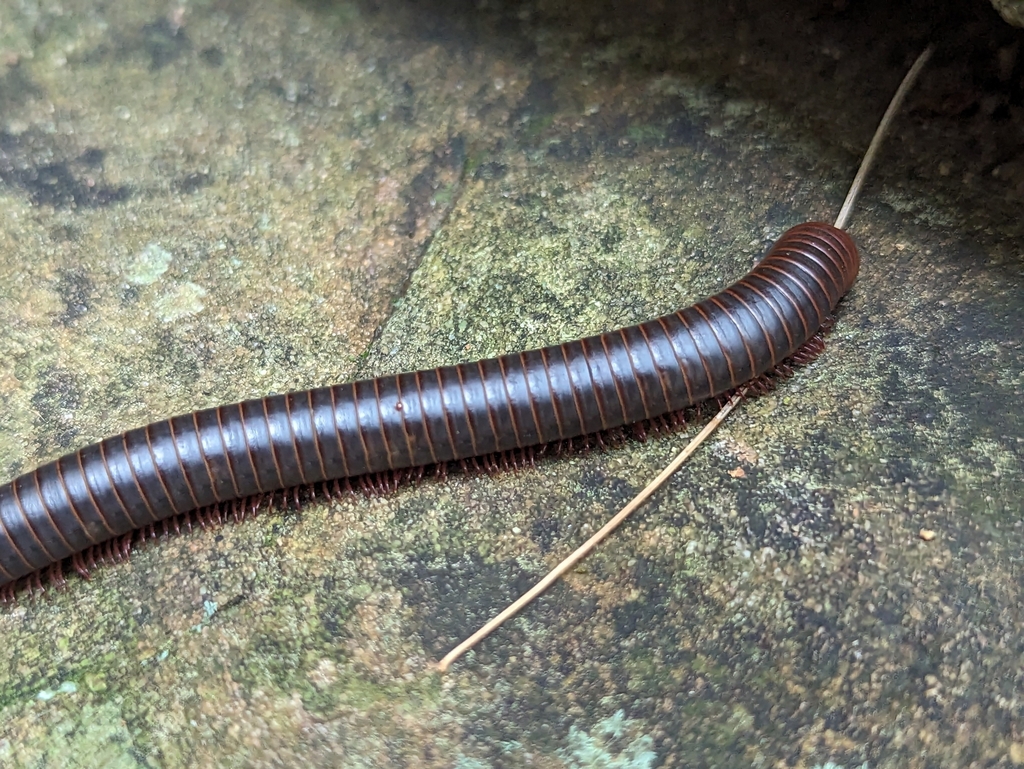 American Giant Millipede Complex from Chatsworth, GA 30705, USA on July ...