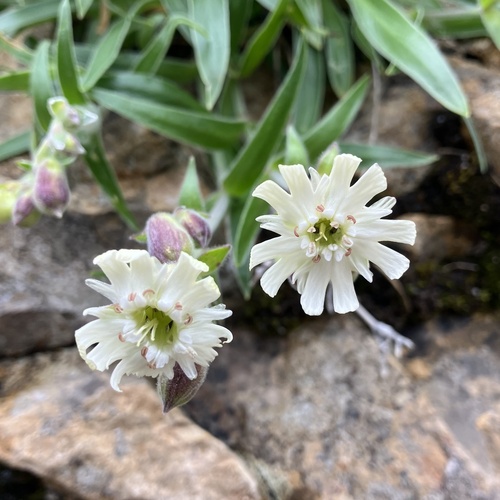 Silene lanuginosa · iNaturalist