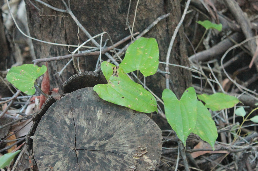 Common Yam Vine from Binna Burra QLD 4211, Australia on May 19, 2023 at 12:14 PM by baronsamedi ...