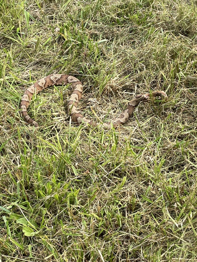 Eastern Copperhead from Seven Mile Ferry Rd, Clarksville, TN, US on ...