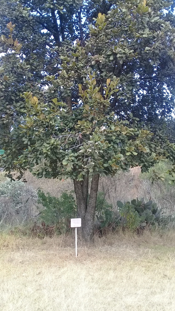 netleaf oak from Espacio Ecológico Cuicuilco, Ciudad de México, CDMX ...