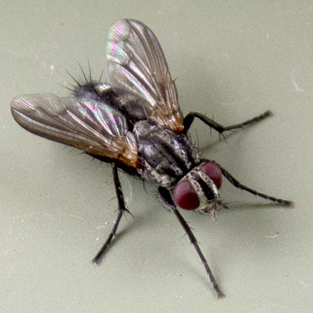 Bot Flies, Blow Flies, and Allies from Shepard Settlement, Onondaga ...