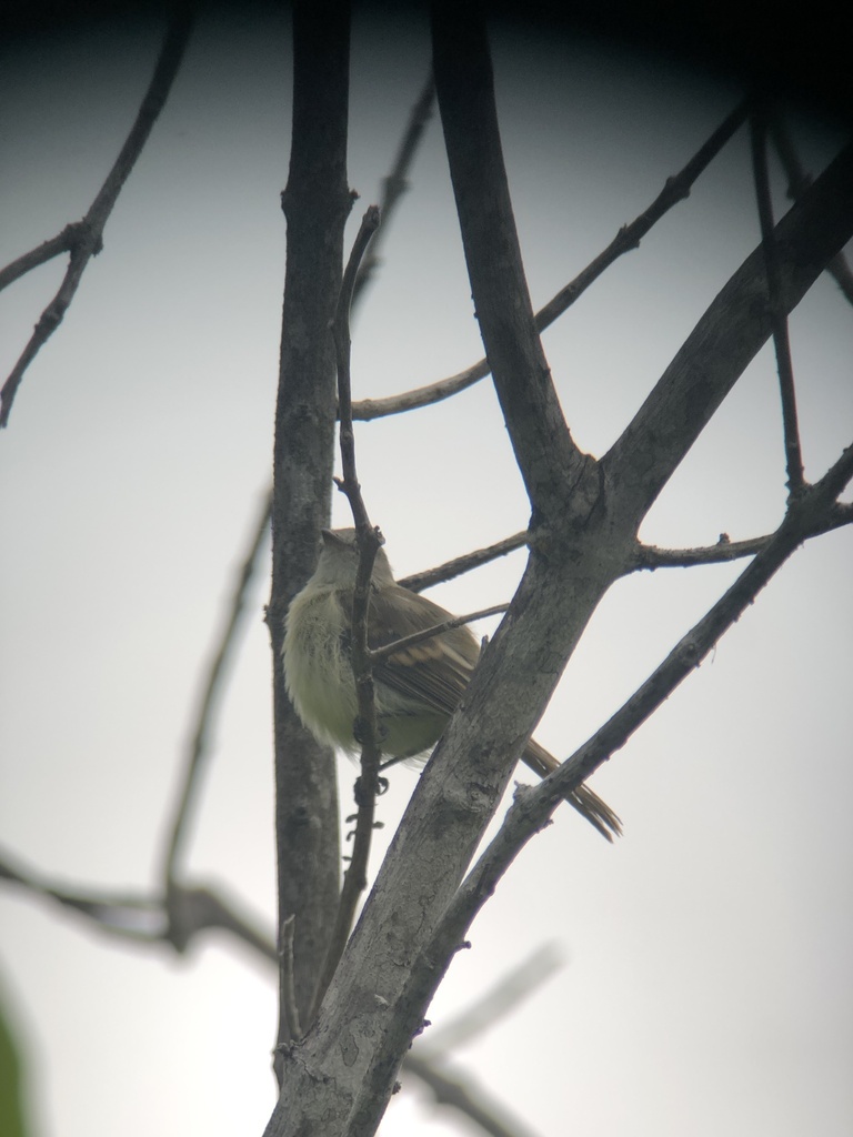 Northern Mouse-colored Tyrannulet from Vía El Estero, Veraguas, PA on ...