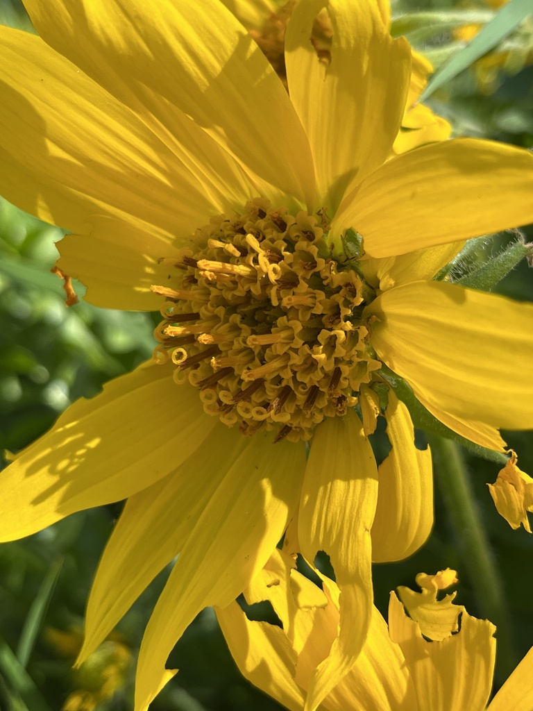 cutleaf balsamroot from Uinta-Wasatch-Cache National Forest, Richmond ...