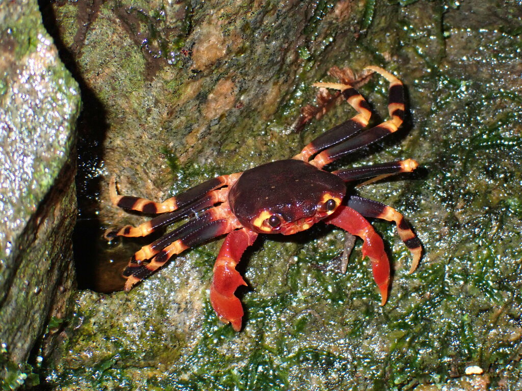 Sri Lanka Tree-climbing Crab from Ratnapura, Sri Lanka on June 21, 2023 ...