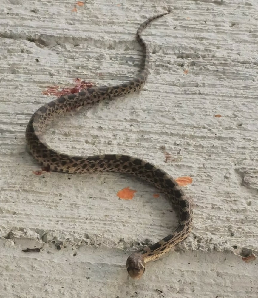Mexican Bull Snake from 61614 Lázaro Cárdenas, Mich., México on July 2 ...