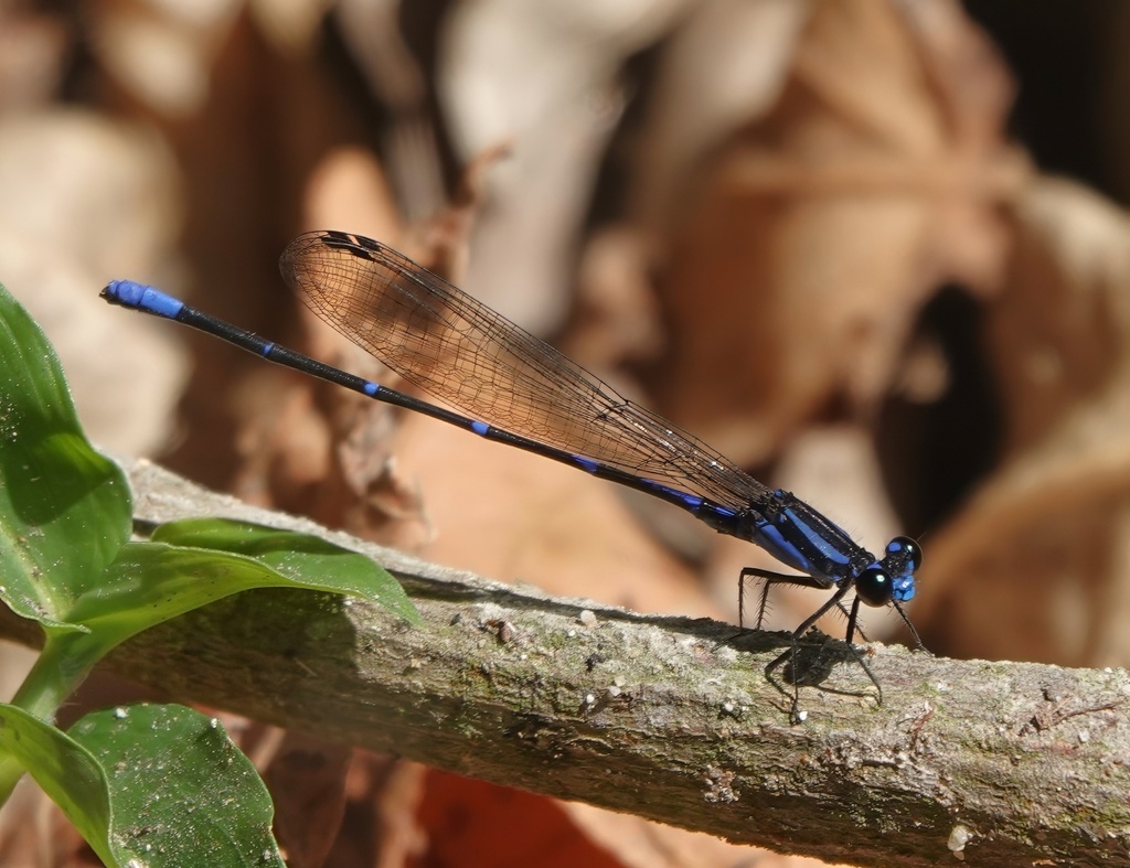 Oculate Dancer from Santa Marta, Magdalena, Colombia on April 10, 2023 ...