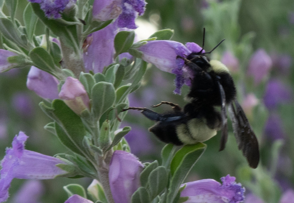 American Bumble Bee from College Station-Bryan, TX, TX, USA on July 9 ...