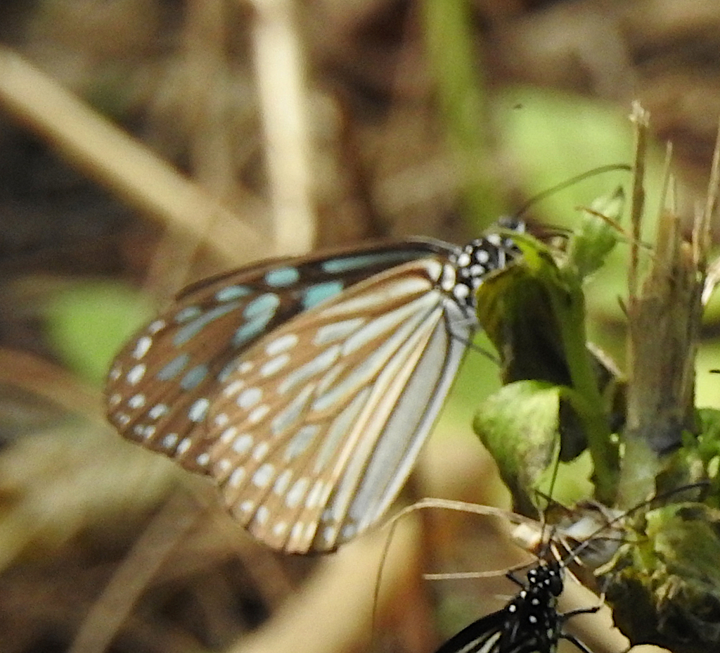 Ceylon Blue Glassy Tiger from Pulau Bidung Laut, Kuala Terengganu ...