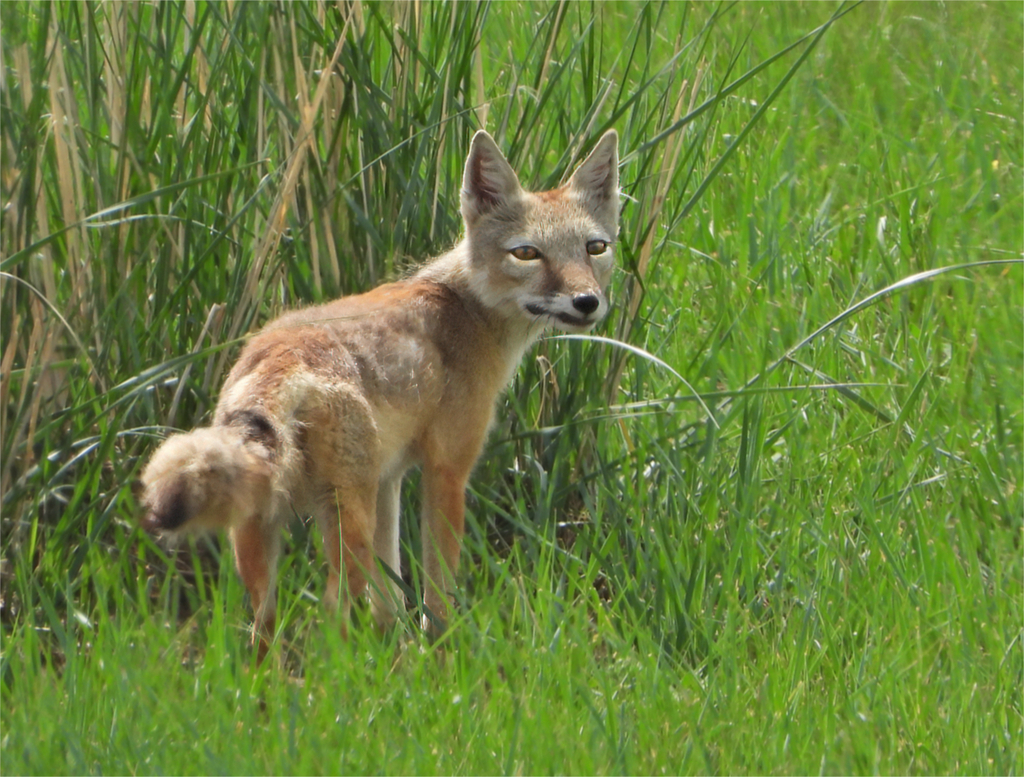 Corsac Fox from Mogod, Mongolia on June 24, 2023 at 03:40 PM by ...