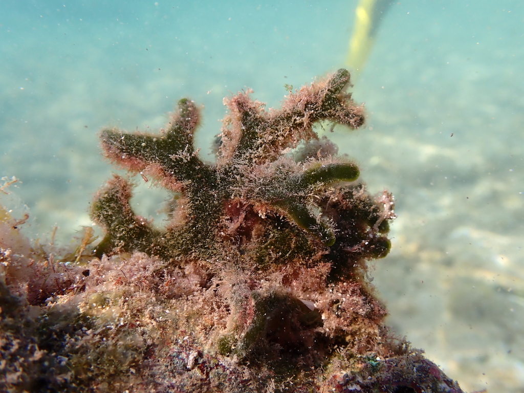 Codium taylorii from Pembroke, BM on June 27, 2023 at 06:50 PM by Ben ...