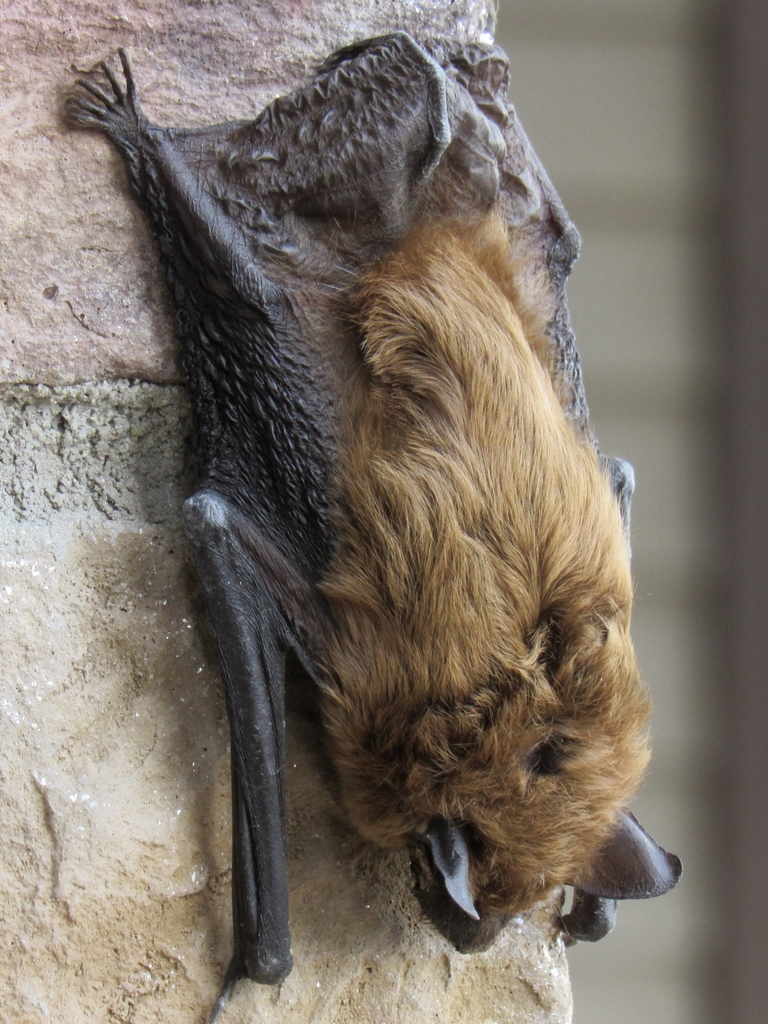 Big Brown Bat from 5139 Ten Bears Ct, Laporte, CO 80535, USA on May 28 ...