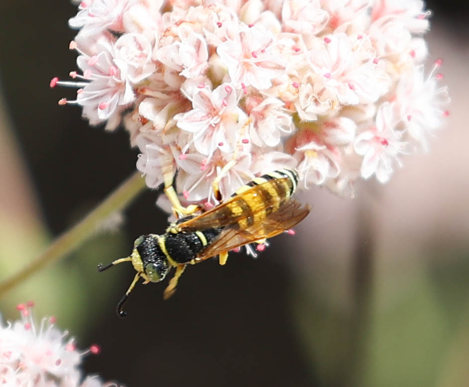 Beewolves from Atascadero, CA 93422, USA on July 2, 2023 at 10:05 AM by ...