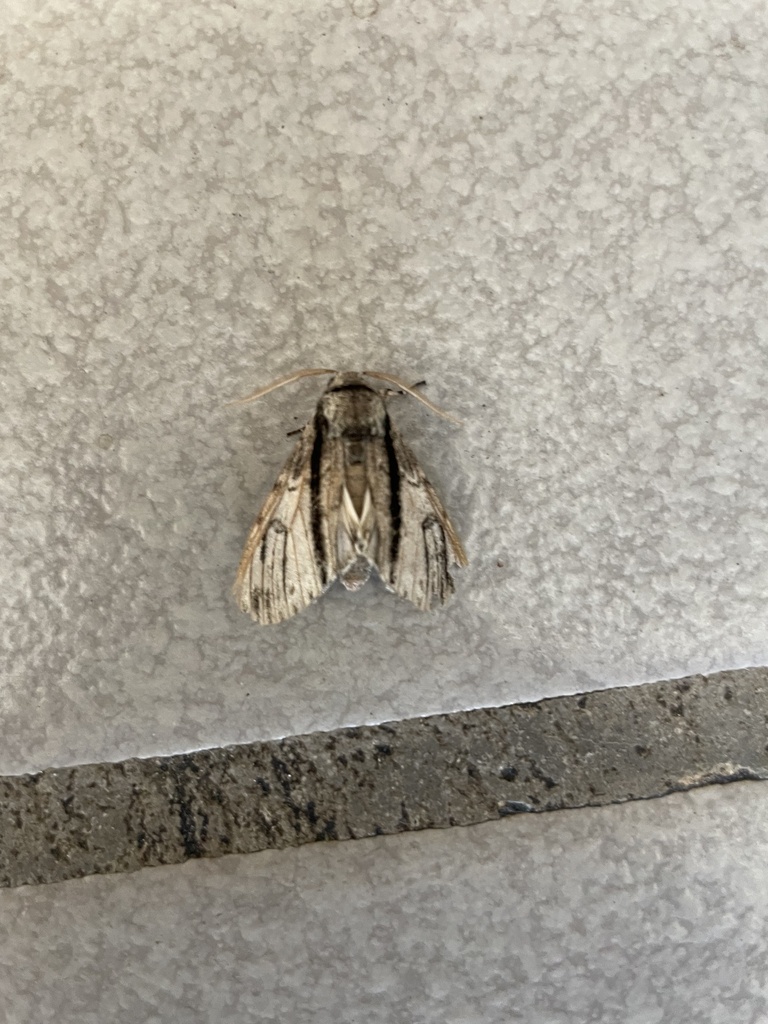 Hieroglyphic Moth from Calle 33, Sucilá, YUC, MX on June 15, 2023 at 08 ...