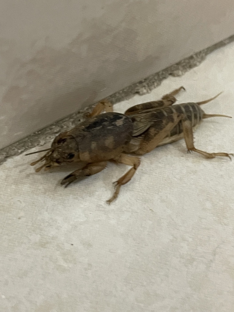 Lesser Short-winged Mole Cricket from Reserva de la Biosfera Ría ...