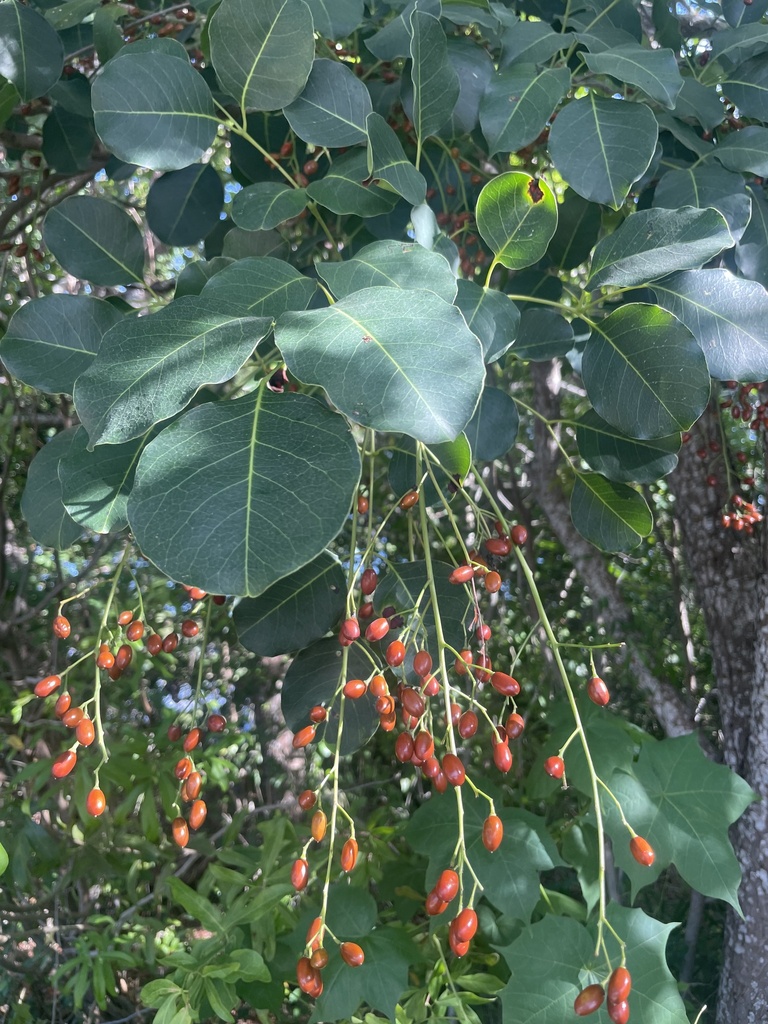 Black Poisonwood from Reserva de la Biosfera Ría Celestún, Celestún ...