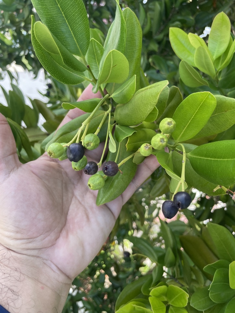 Bay Rum Tree from Puerto Rico, Carolina, Puerto Rico, US on July 2 ...