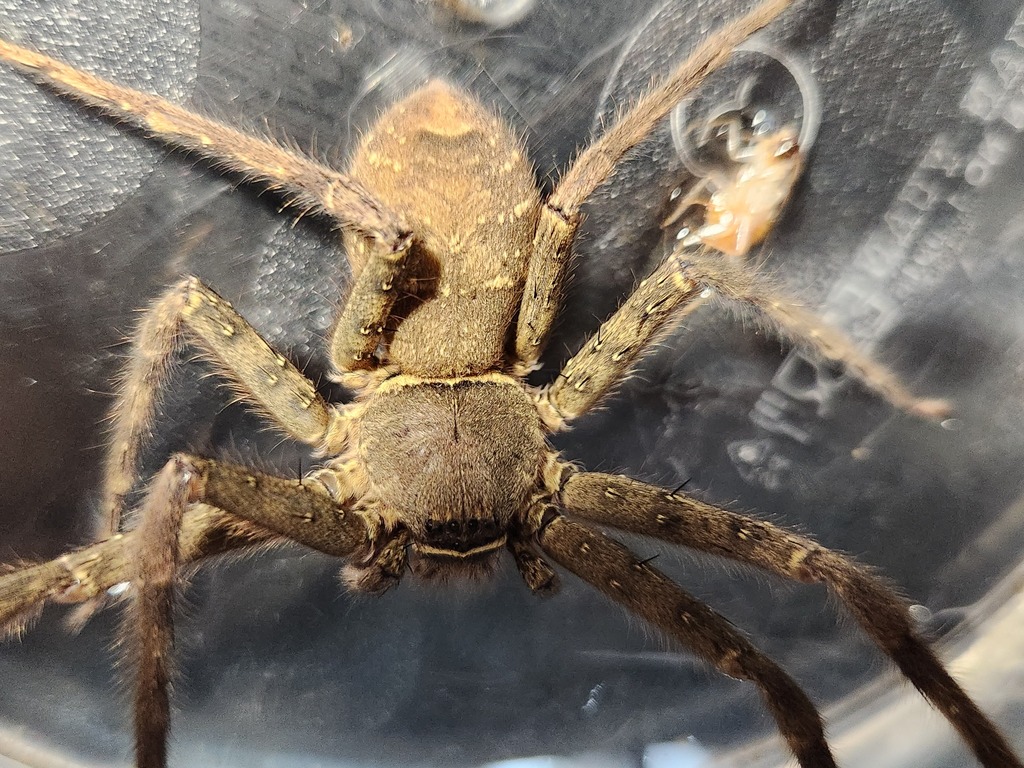 Pantropical Huntsman Spider from 台灣台北 on July 2, 2023 at 07:58 AM by ...
