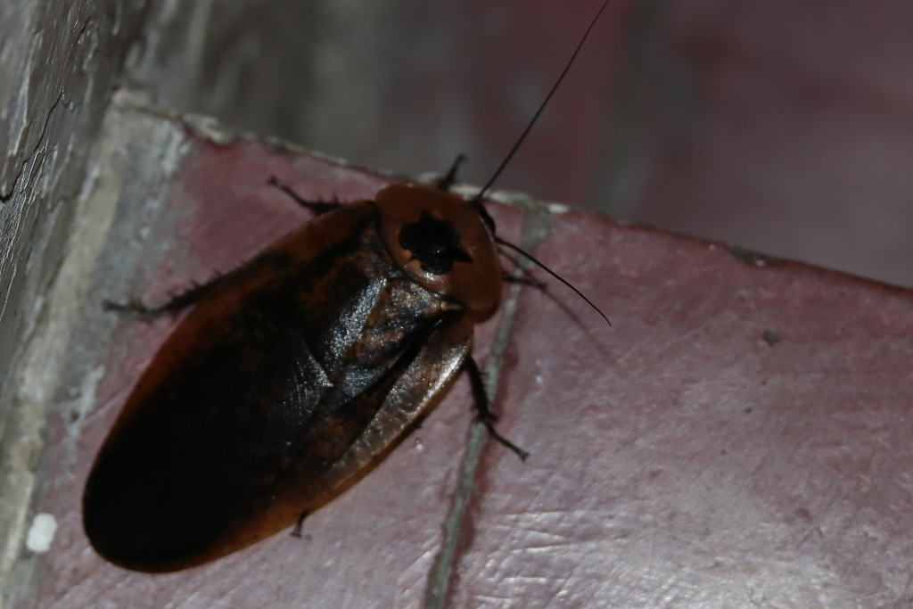 Peppered Cockroach from San Salvador, El Salvador on June 28, 2023 at ...