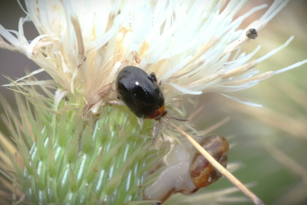 Nonarthra from Kangra Division, Himachal Pradesh, India on June 26 ...