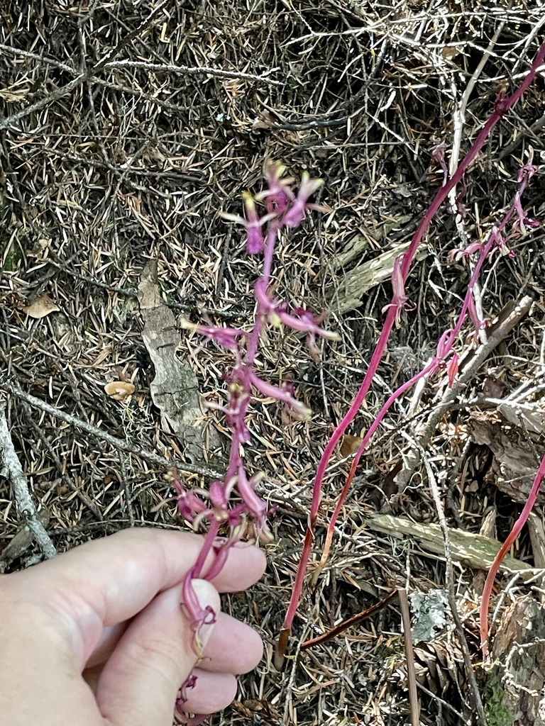 Pacific coralroot from Glacier National Park, Columbia Shuswap, BC, CA ...