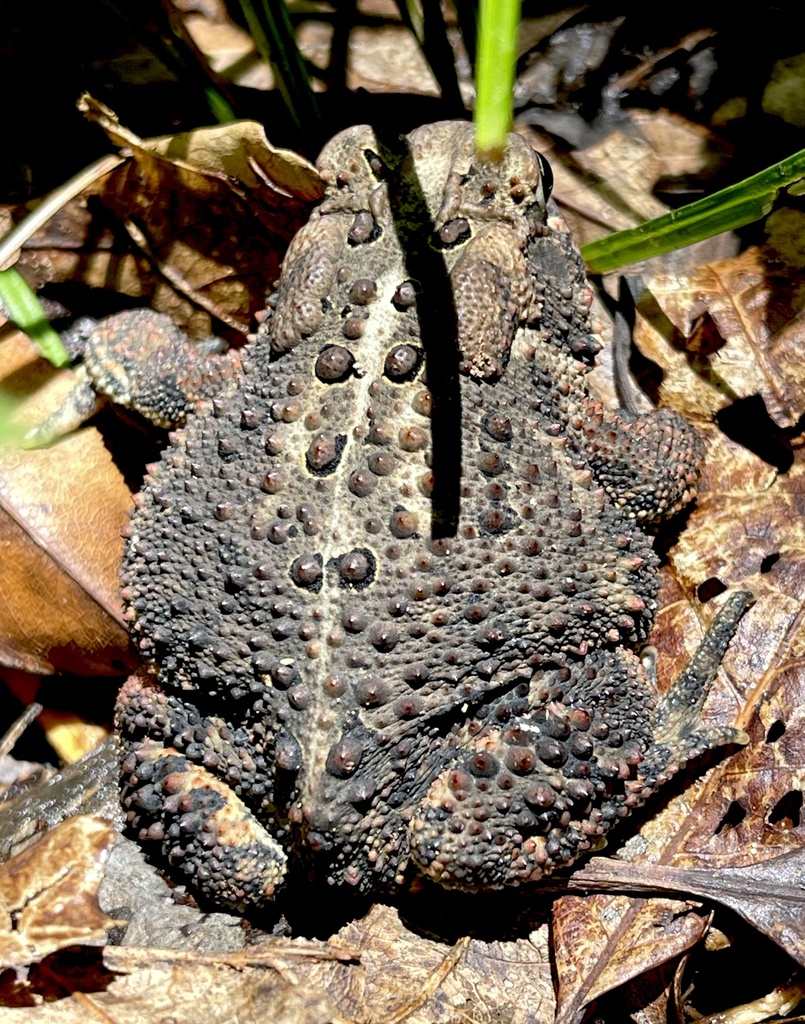 American Toad from N Scott Blvd, Iowa City, IA, US on July 2, 2023 at ...