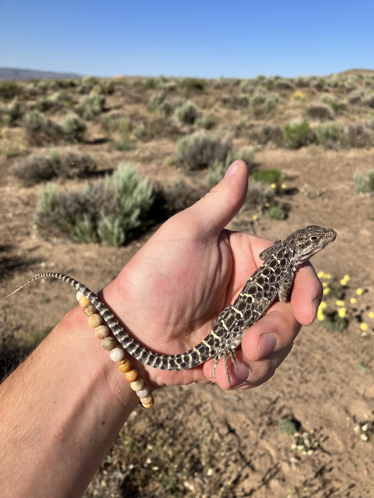 Long-nosed Leopard Lizard in July 2023 by Riley Frasier · iNaturalist