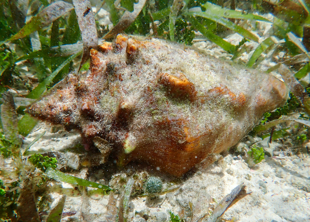 Queen Conch from Isla Mujeres, Quintana Roo, Mexico on June 14, 2023 at ...
