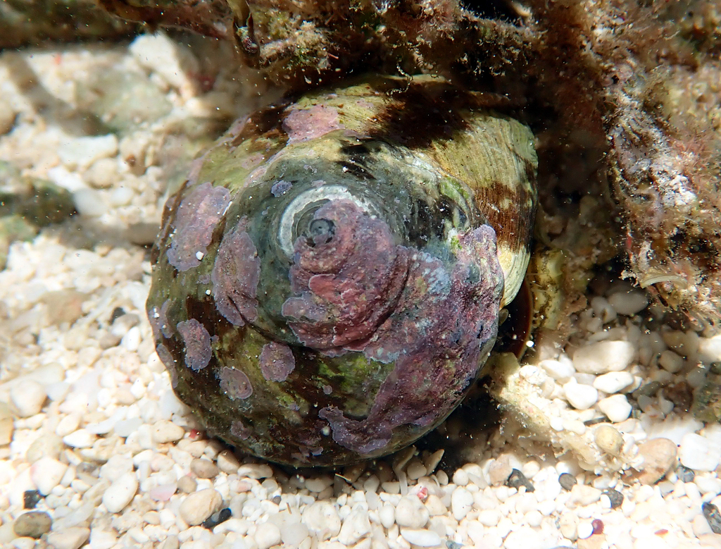 West Indian Top Shell from Isla Mujeres, Quintana Roo, Mexico on June ...