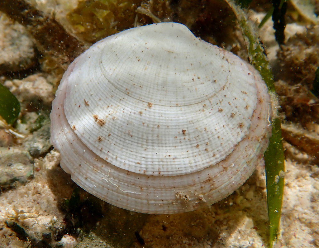 Tiger Lucine from Isla Mujeres, Quintana Roo, Mexico on June 14, 2023 ...