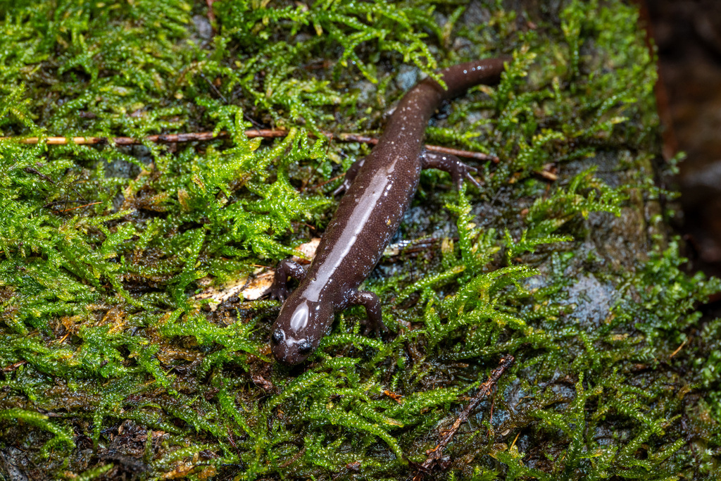 Taiwan Lesser Salamander in June 2023 by Edward · iNaturalist