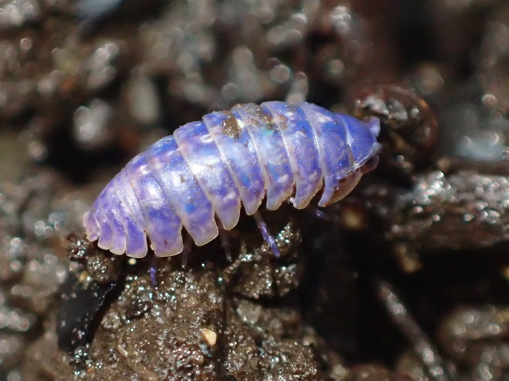 Invertebrate iridescent virus 31 from Southwest Washington, Washington ...