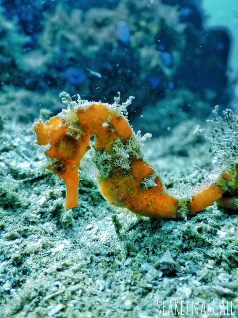 Giant Seahorse (Hippocampus ingens) - Marine Life Identification