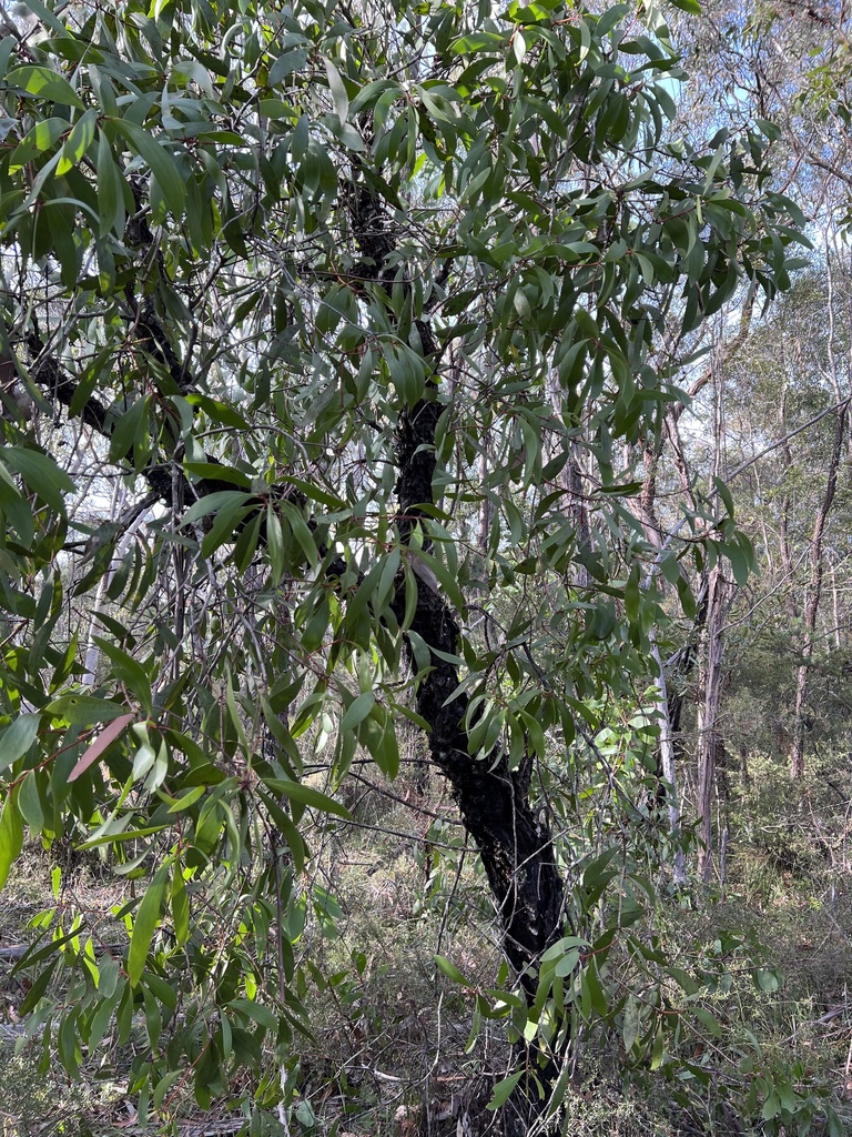 Broad-leaf Geebung from Anembo Reserve Walk and Trail, Duffys Forest ...