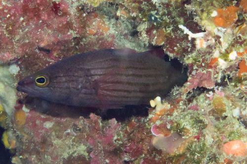 Basslets (Subfamily Liopropomatinae) · iNaturalist