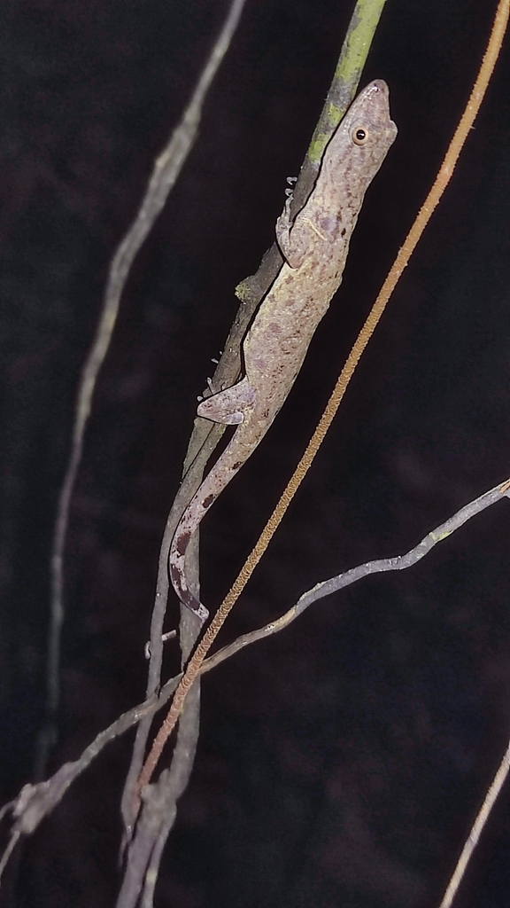 Bridled Forest Gecko in July 2023 by Wildlife Tours Peru, Christoph ...