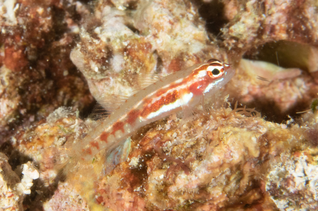 Sign Eviota (Eviota sigillata) - Marine Life Identification