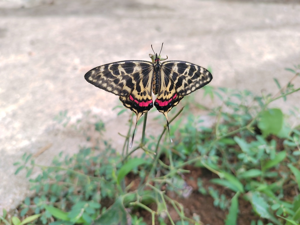Dragon Swallowtail from 中国湖北省武汉市江夏区 on July 3, 2023 at 09:06 AM by ...