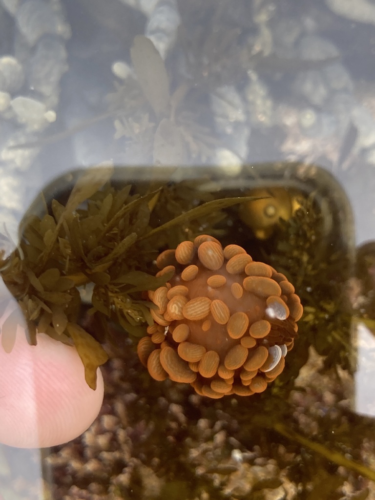 Wandering Sea Anemone from Tasman Sea, Bulli, NSW, AU on July 3, 2023 ...