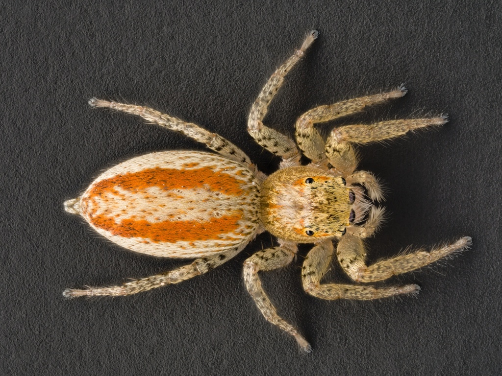 Dimorphic Jumping Spider from Pawnee County, OK, USA on July 2, 2023 at ...